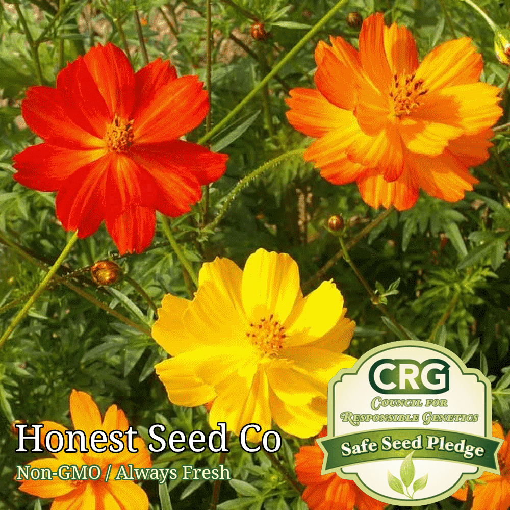 200+ Bright Lights Cosmos Seeds | Non-GMO Annual Garden Flower Seeds ...
