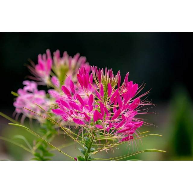 200 CHERRY QUEEN CLEOME Spinosa Hassleriana Carmine Rose Spider Flower ...