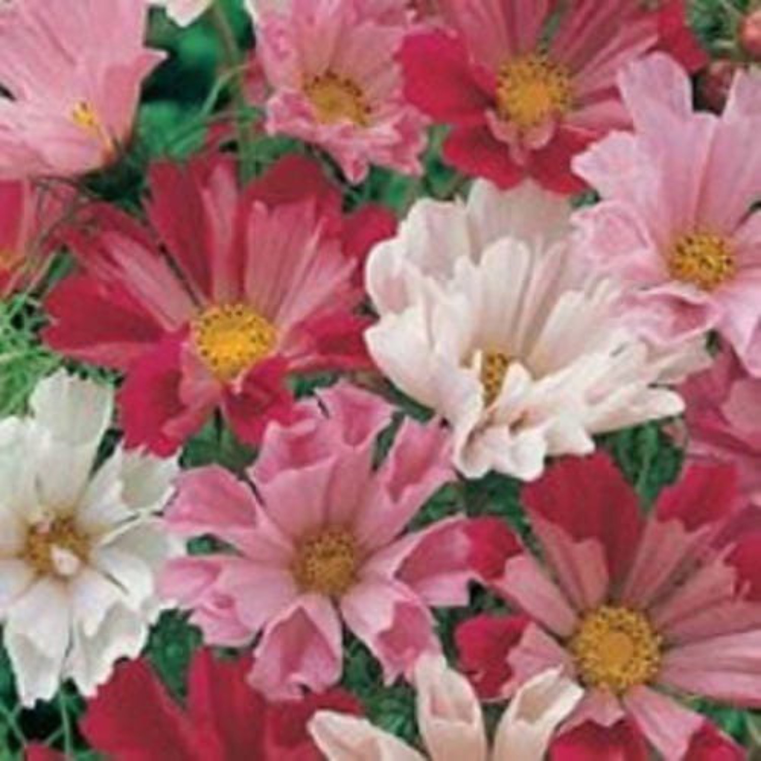 200 COSMOS SEASHELLS Cosmos Bipinnatus Sea Shells Flower Seeds ...