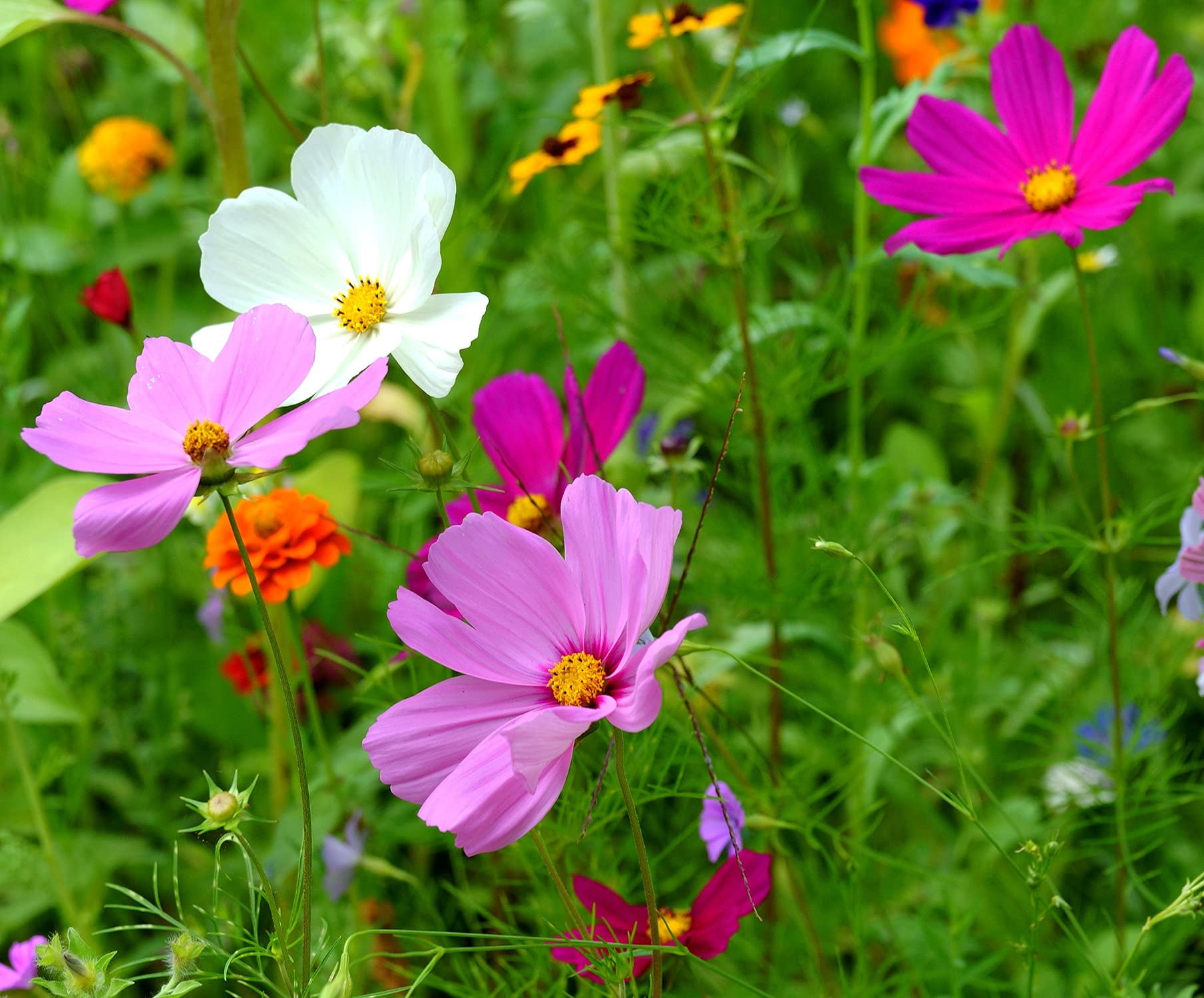 200 Cosmos Bipinnatus Seeds for Planting Multicolor MHD1Flowers Seeds ...