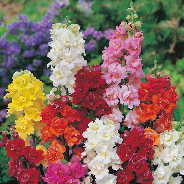 200 Double Mix Snapdragon Seeds Flower Perennial Flowers Seed 310 US ...