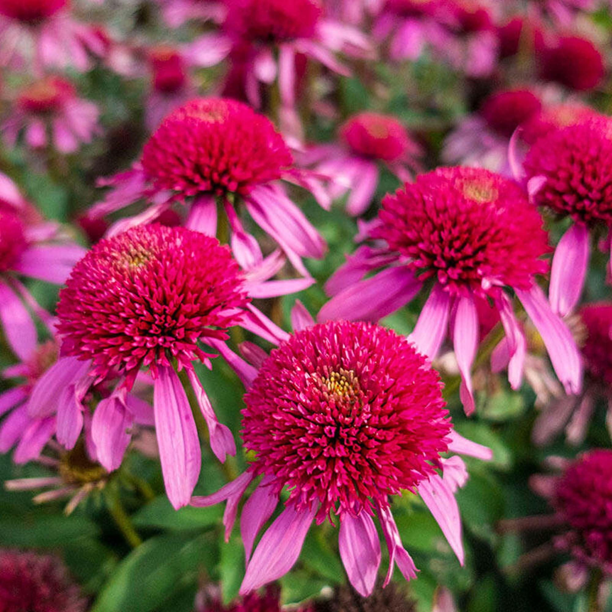 200+ Echinacea Coneflower Mixed DHF10 Color Flower Seeds - Non-GMO ...