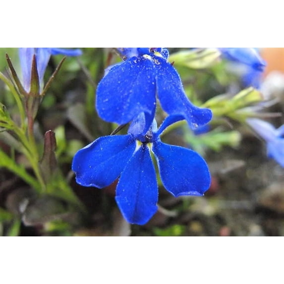 200 Electric Blue MONSOON LOBELIA Erinus Flower Seeds - Walmart.com