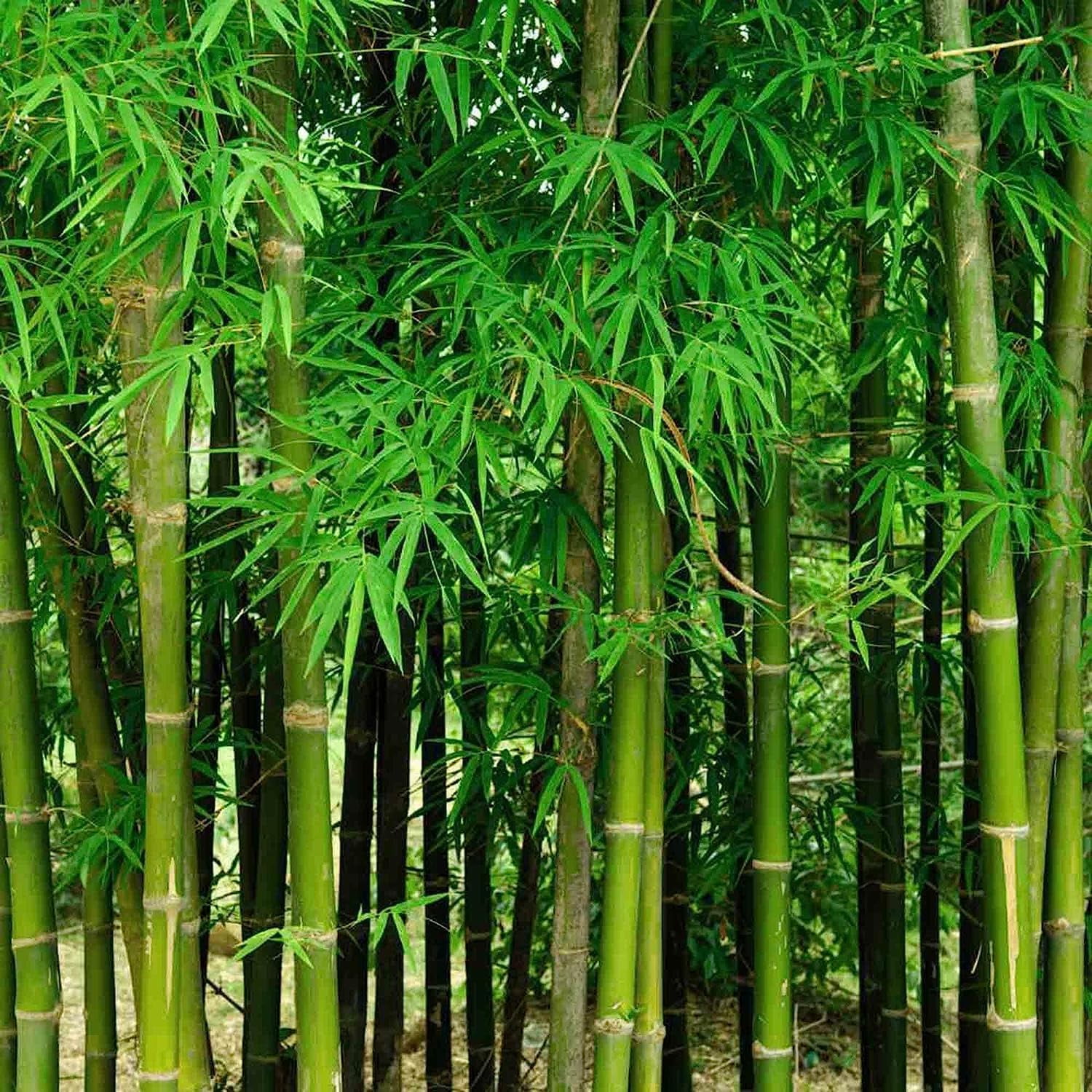 CZ Grain Giant Bamboo Seeds for Planting, Fast Growing, Hardy, Over 80 ...