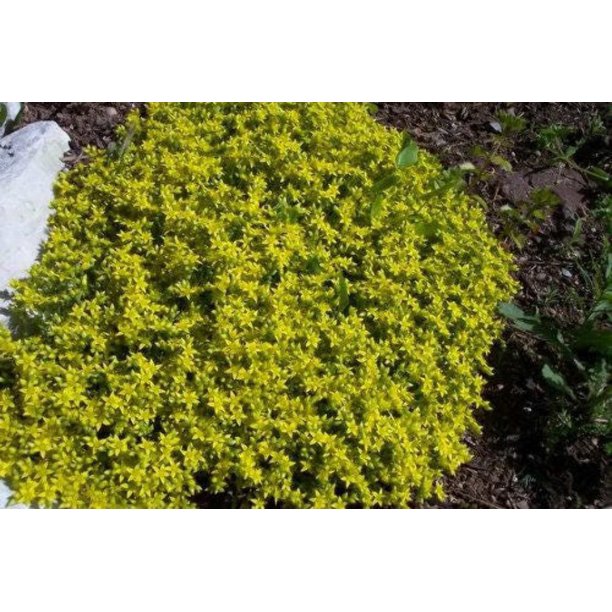 Seedville 200 Golden Carpet Sedum Seeds Acre Gold Moss Stonecrop Flower ...