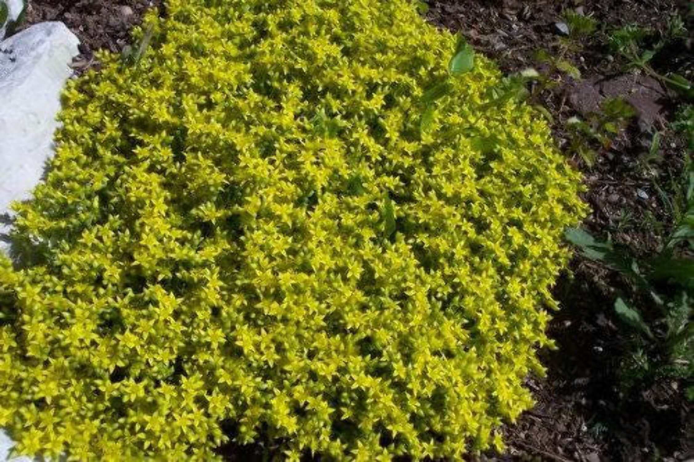 200 Golden Carpet Sedum Acre Gold Moss Stonecrop Flower Seeds - Sun ...