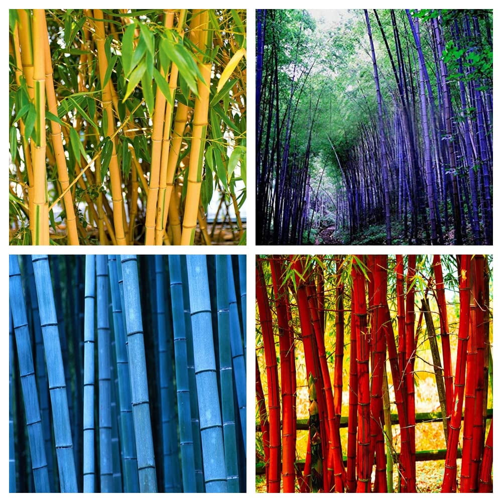 200+ Giant Bamboo TWE5 Seeds for Planting Outdoors, 4 Colors, Privacy ...