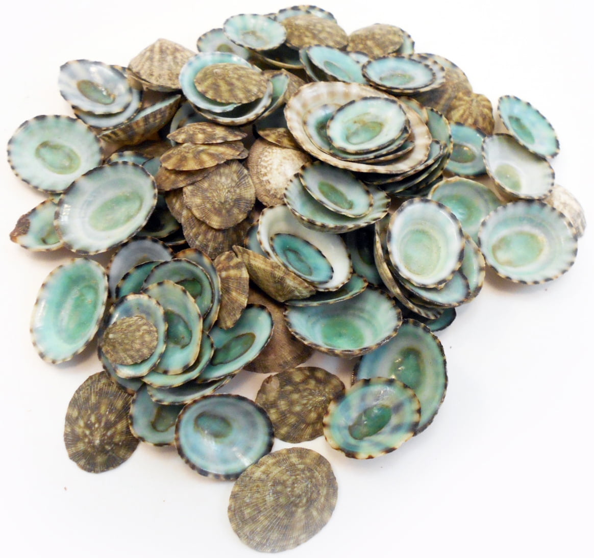 200 Green Limpet Shells Seashells Shellcraft Beautiful Beach Nautical 1 ...