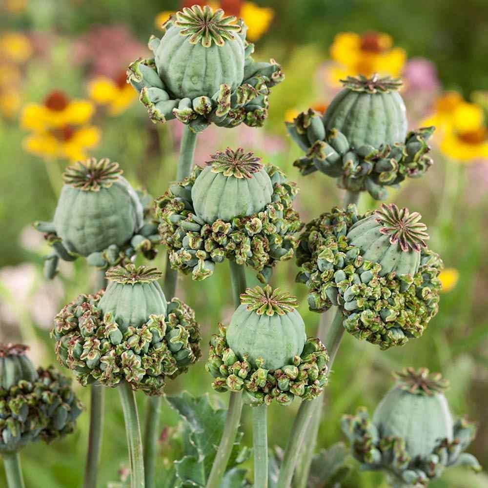 200 Hens and Chicks Poppy Flower Seeds for Planting - Rare Strain ...