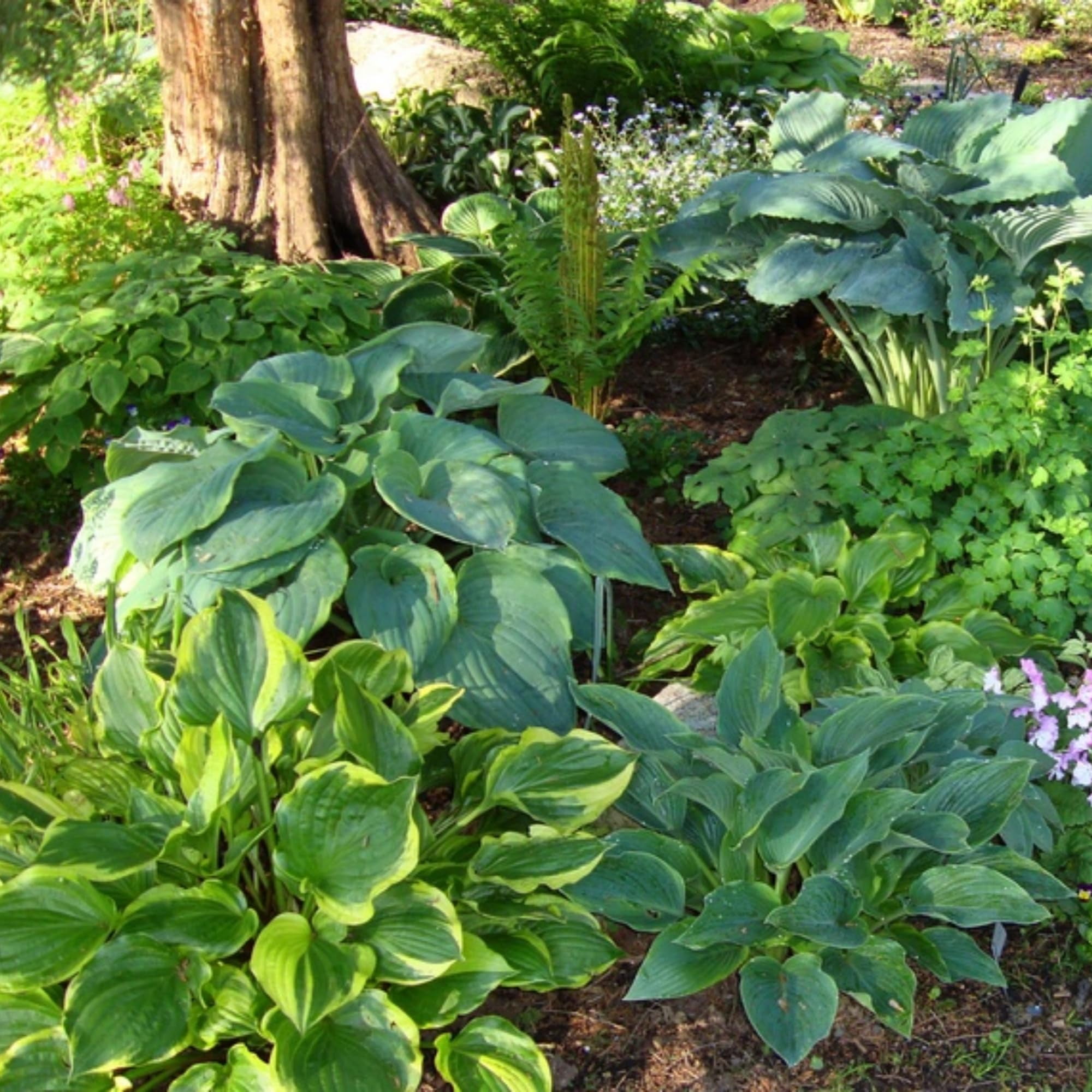 200+ Hosta Seeds TWE5 for Planting - Perennial Hosta Seeds Outdoor ...