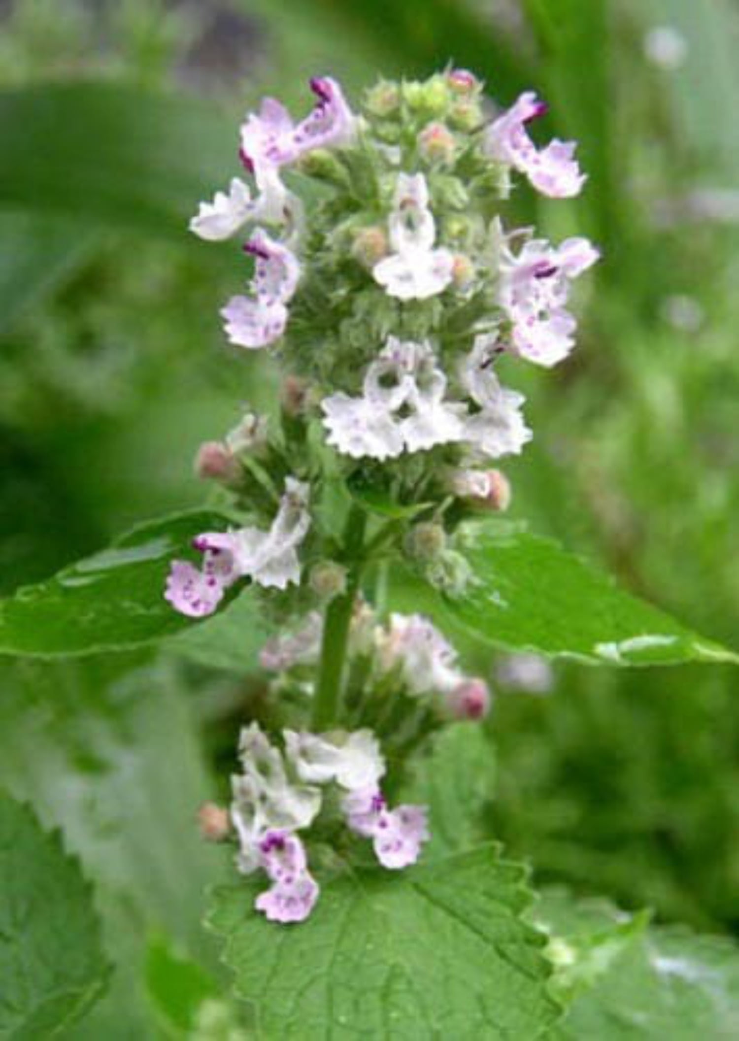 200 Lemon LEMONY CATNIP Nepeta Catara Citrodoria Herb Flower Seeds ...
