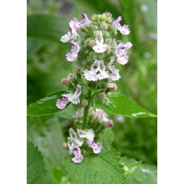 200 Lemon LEMONY CATNIP Nepeta Catara Citrodoria Herb Flower Seeds ...