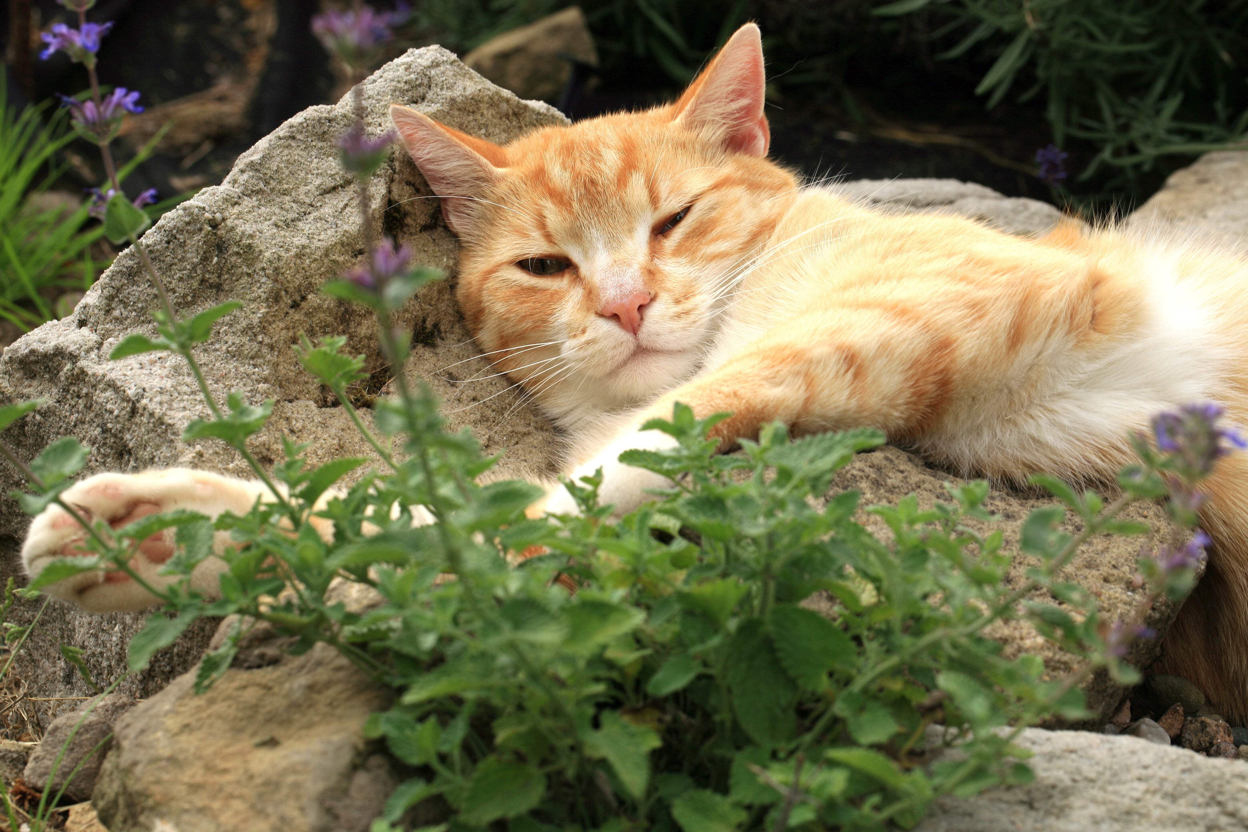 200 Lemon LEMONY CATNIP Nepeta Cataria Citrodoria Herb Flower Seeds ...