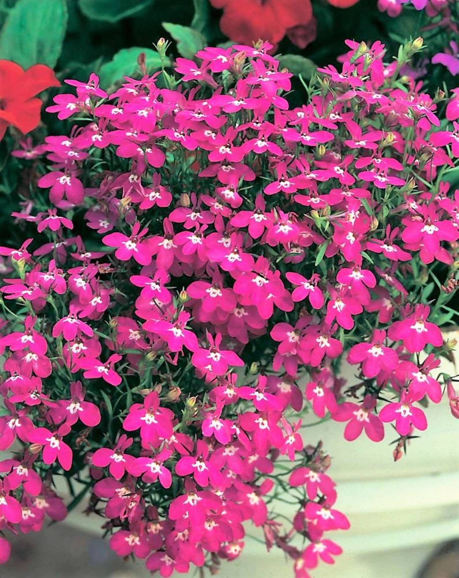 200 MAGENTA PINK LOBELIA Regatta Lobelia Erinus Flower Seeds - Walmart.com