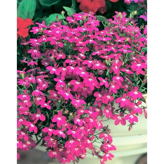 200 MAGENTA PINK LOBELIA Regatta Lobelia Erinus Flower Seeds - Walmart.com