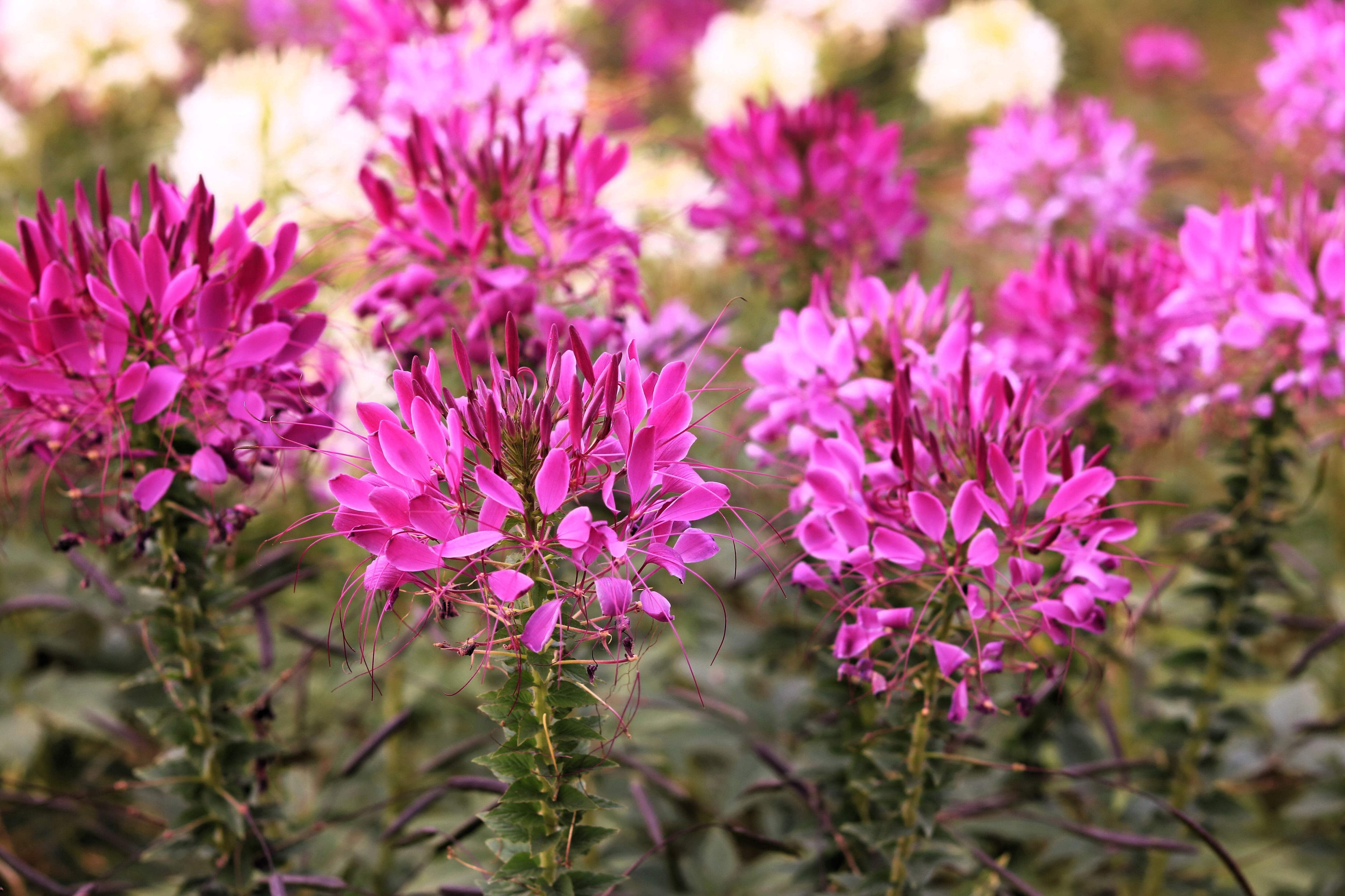 200 MAUVE QUEEN CLEOME Spinosa Hassleriana Purple Pink Spider Flower ...