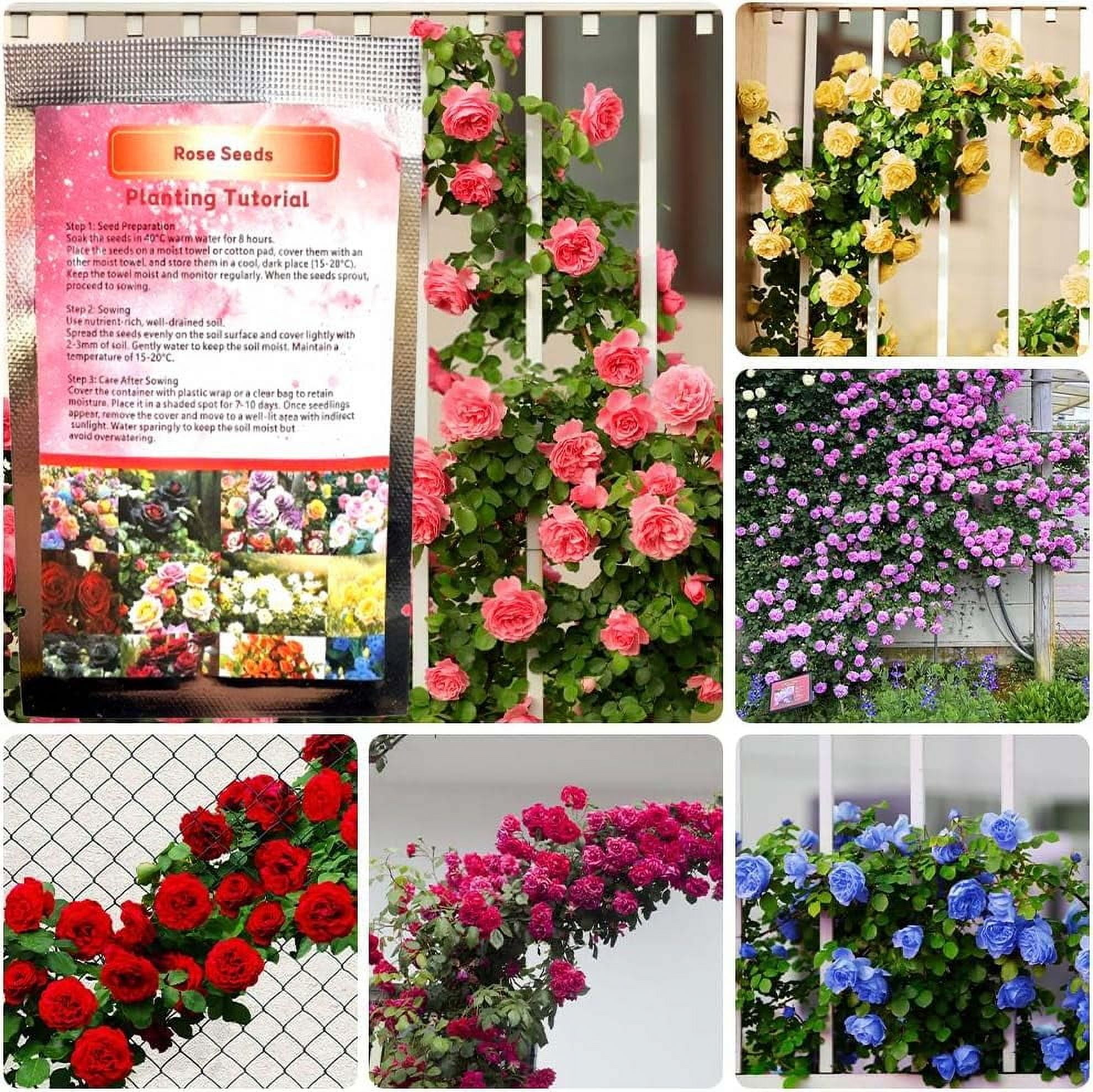 200+ Mix Climbing Rose Seeds for ITL1 Planting Outdoors Ornamental ...