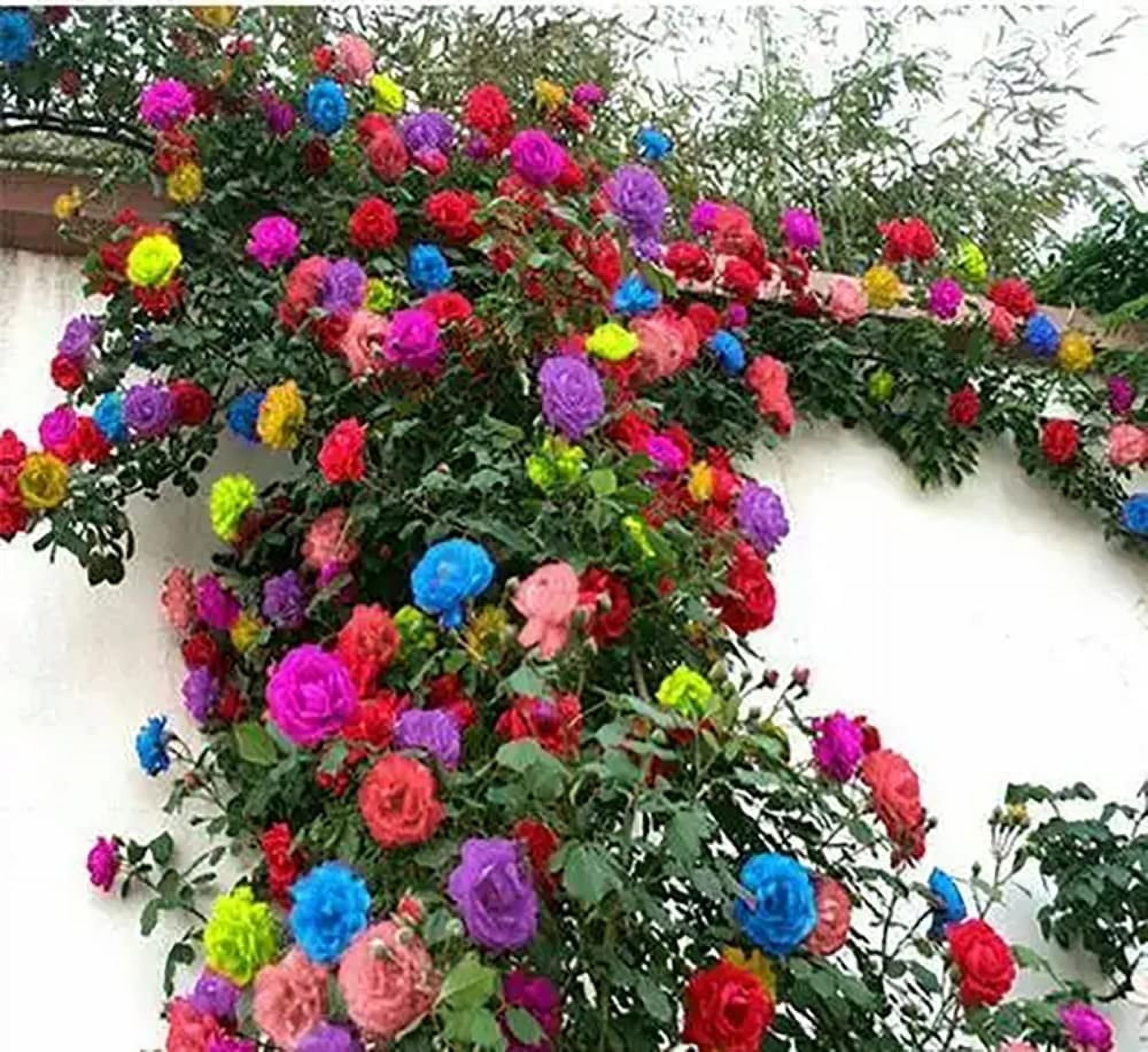 200+ Mix Climbing Rose Seeds for Planting MHD1Outdoors Ornamental ...