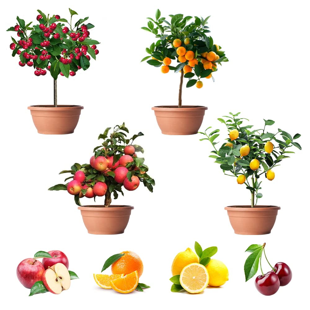 200+ Mix Dwarf TWE5 Bonsai Fruit Tree Seeds for Planting, 4 Variety ...