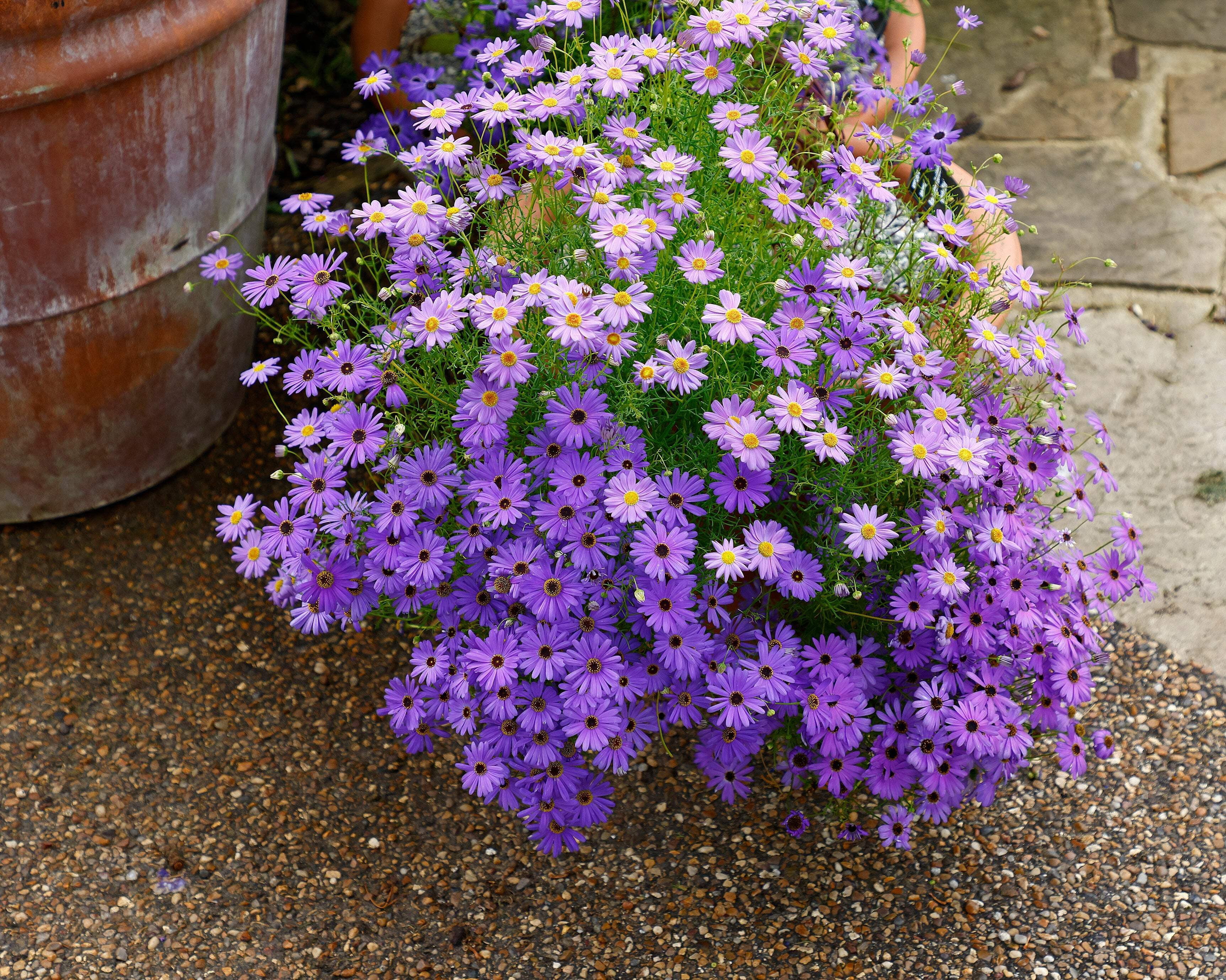 Seedville USA Mixed Colors Swan River Daisy Flower Seeds, 200 Count ...