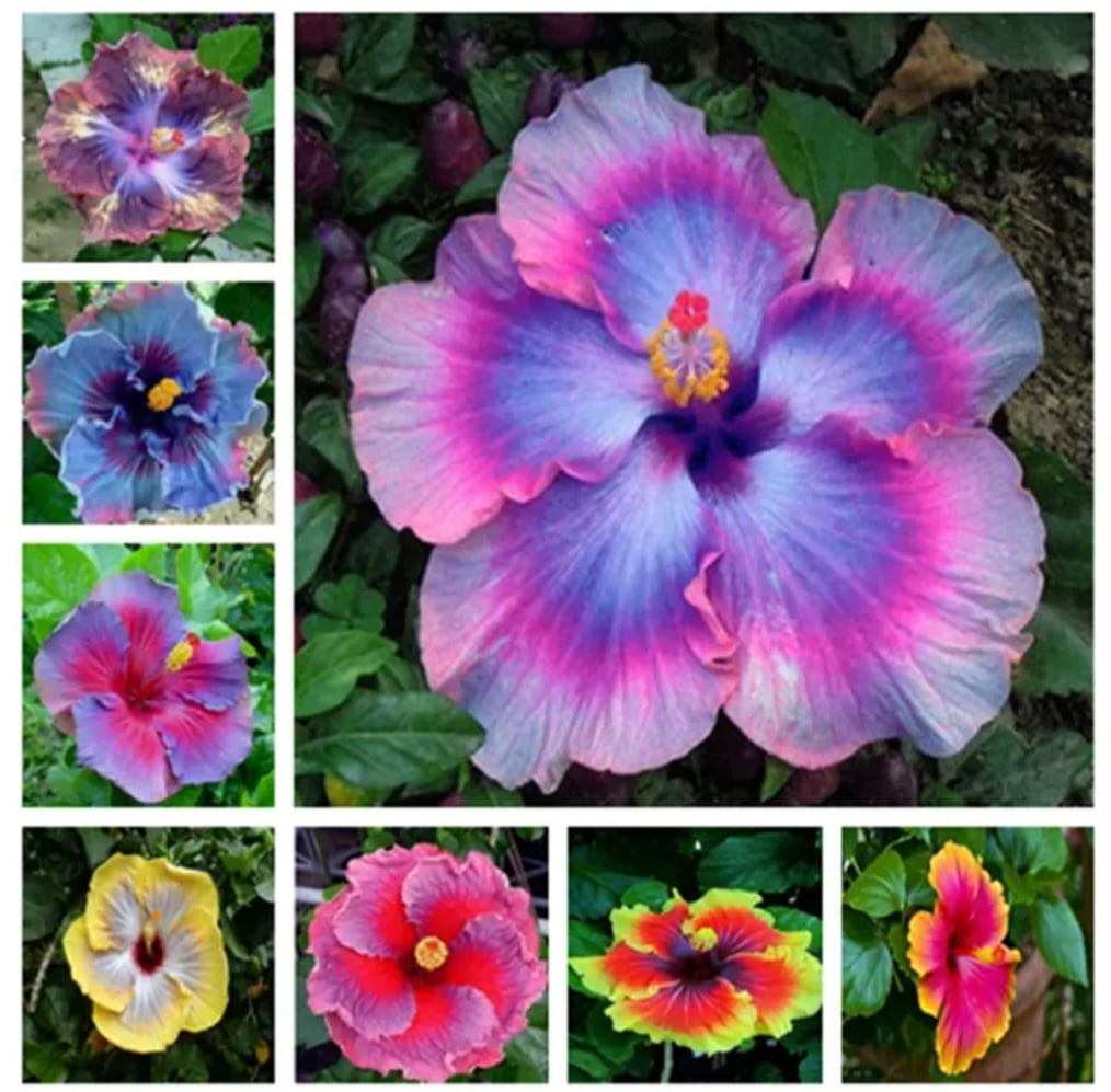 200 Mixed Hibiscus Seeds Pink Purple Rose of Sharon Ornamental Shrub ...