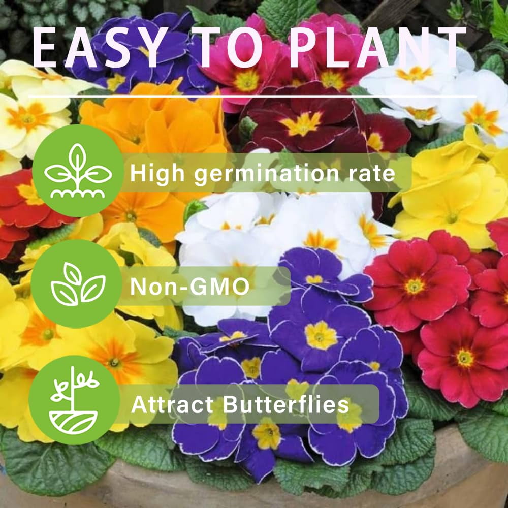 200+Mixed Primrose Primula AJH3 Flower Seeds to Plant Outdoor-Perennial ...