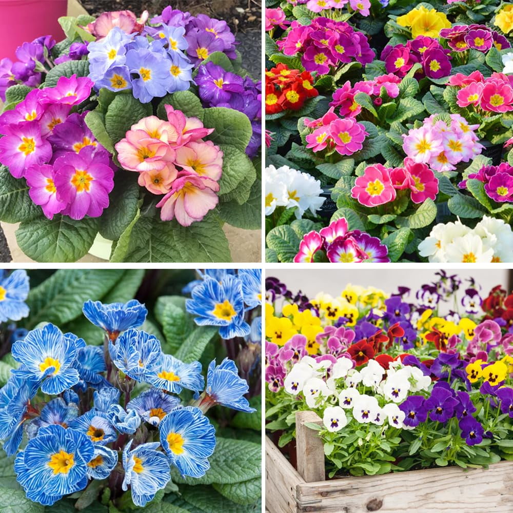 200+Mixed Primrose Primula Flower Seeds to Plant MHD1Outdoor-Perennial ...