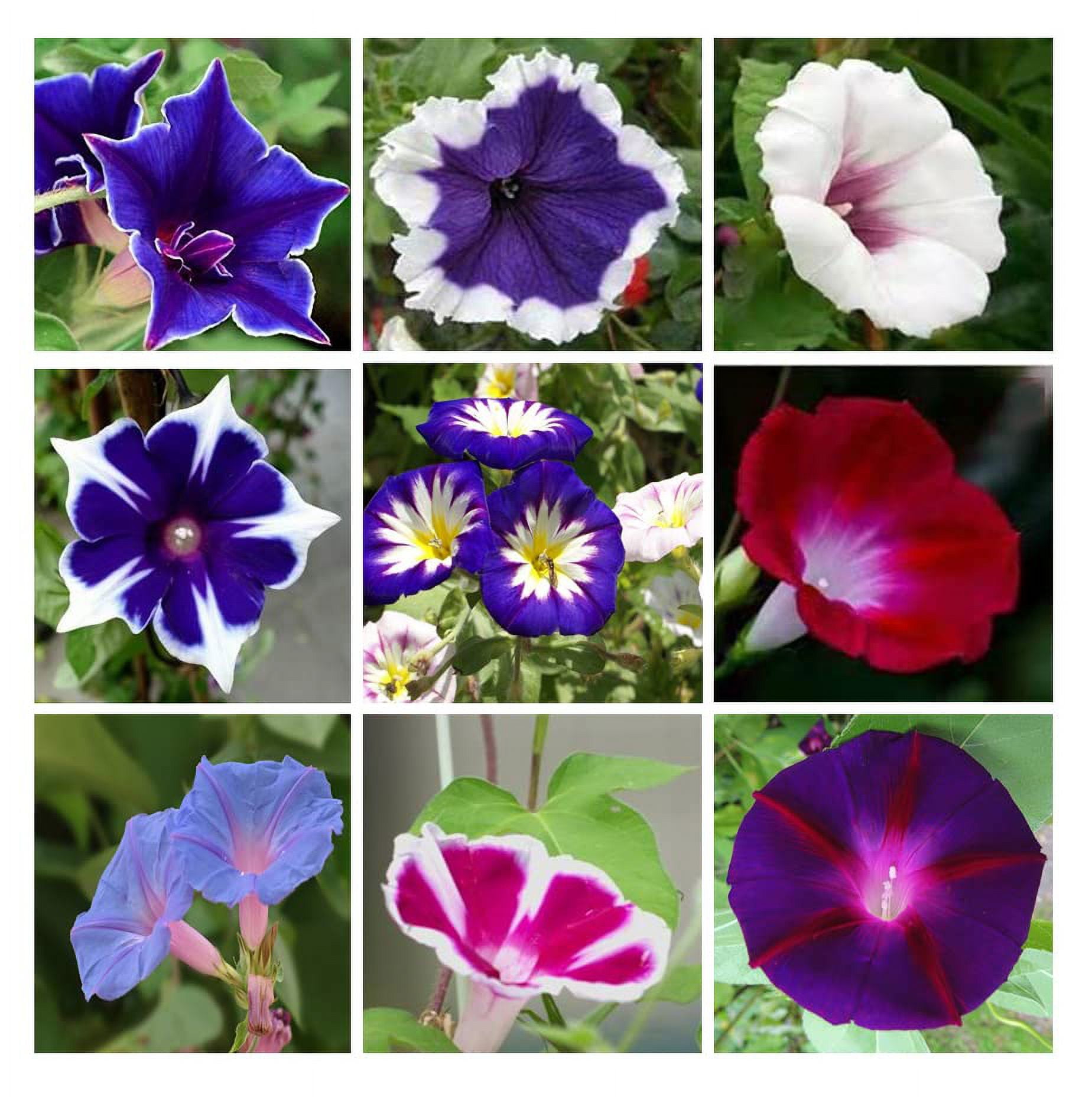 200+ Morning Glory Seeds for Planting, ZLK1 Mixed Color Ipomoea Nil ...