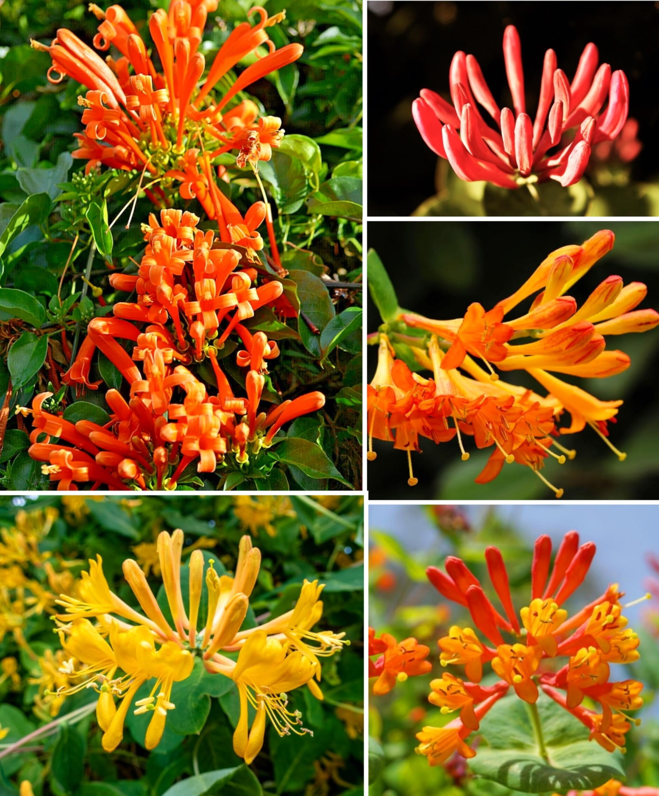 200 Orange HoneysuckleUMRT Seeds Vine Fragrant Lonicera cilosa Bush ...