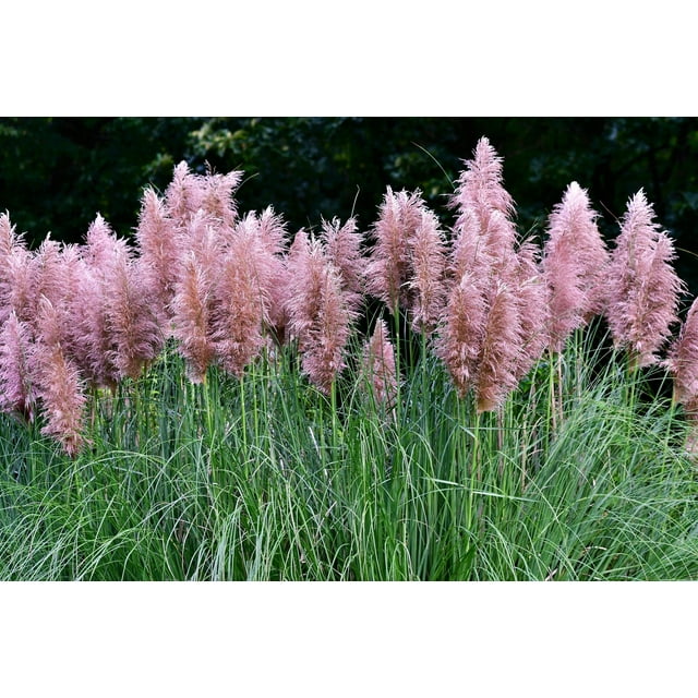 200 Ornamental PINK PAMPAS GRASS Cortaderia Selloana Rosea Seeds ...