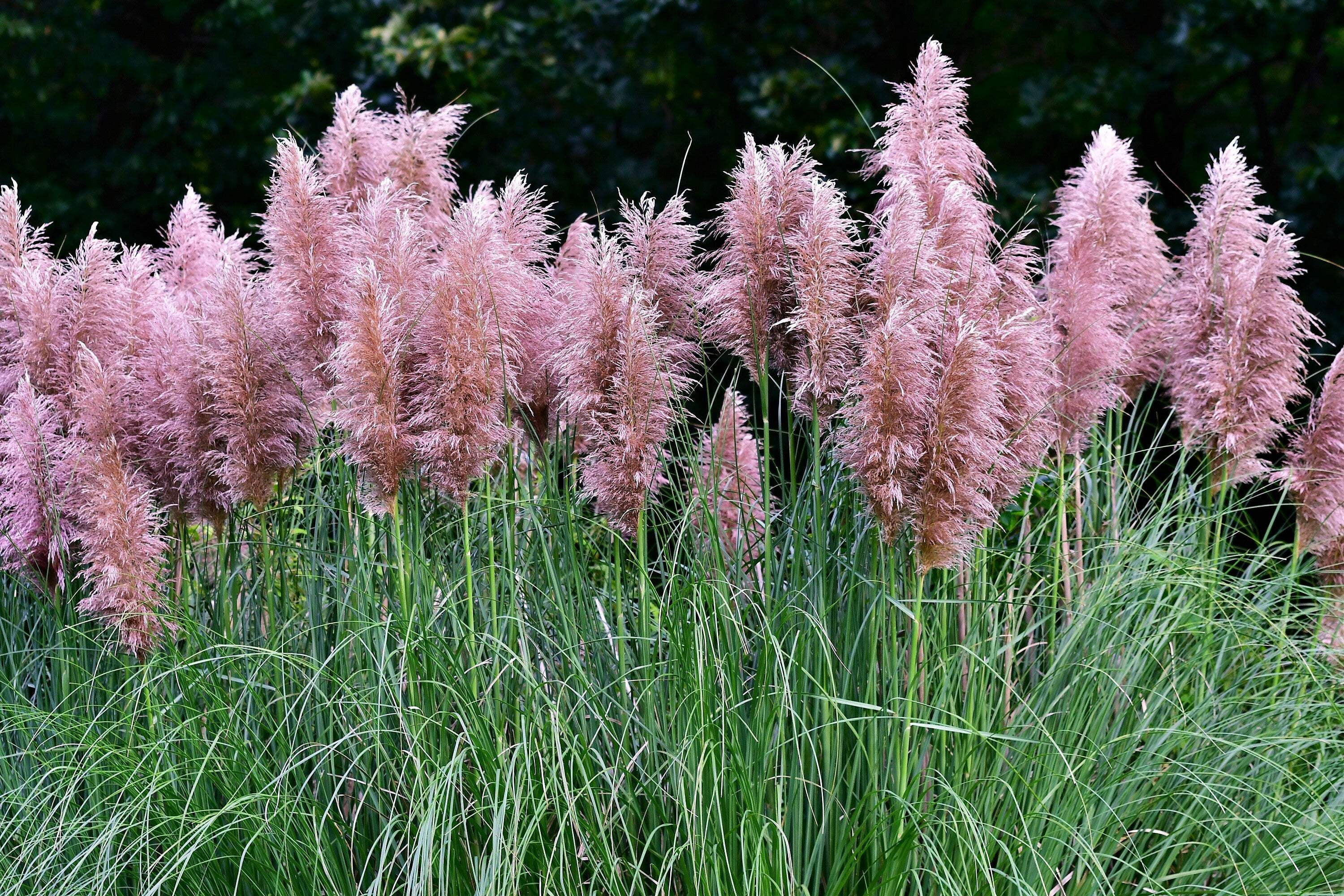 200 Ornamental PINK PAMPAS GRASS Cortaderia Selloana Rosea Seeds ...
