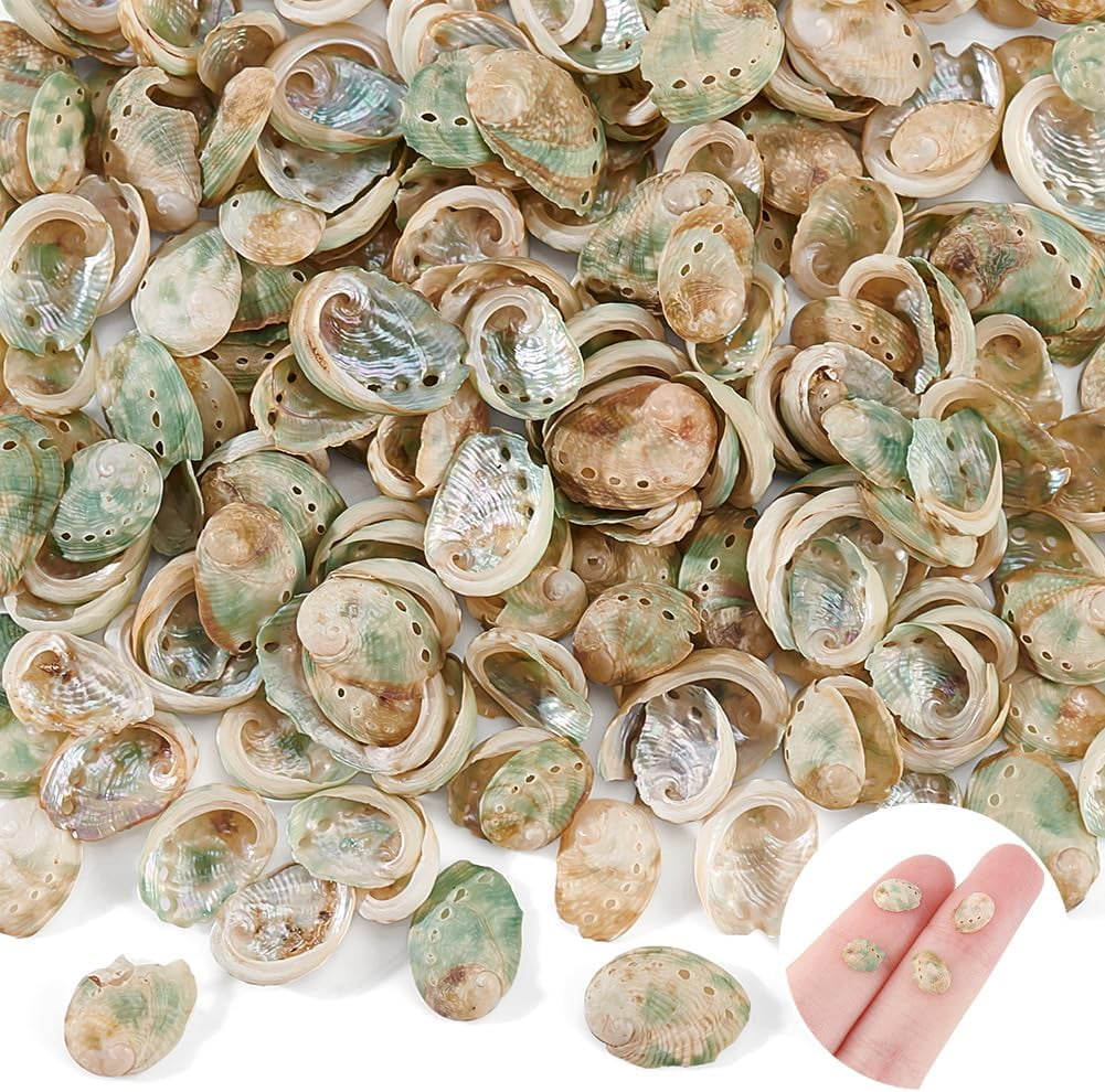 200 PCS Natural Green Round Abalone Shell Tiny Shells for Beach Theme ...