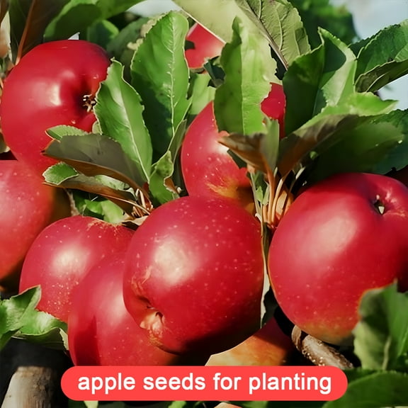 Apple Seeds in Seed Gardening - Walmart.com
