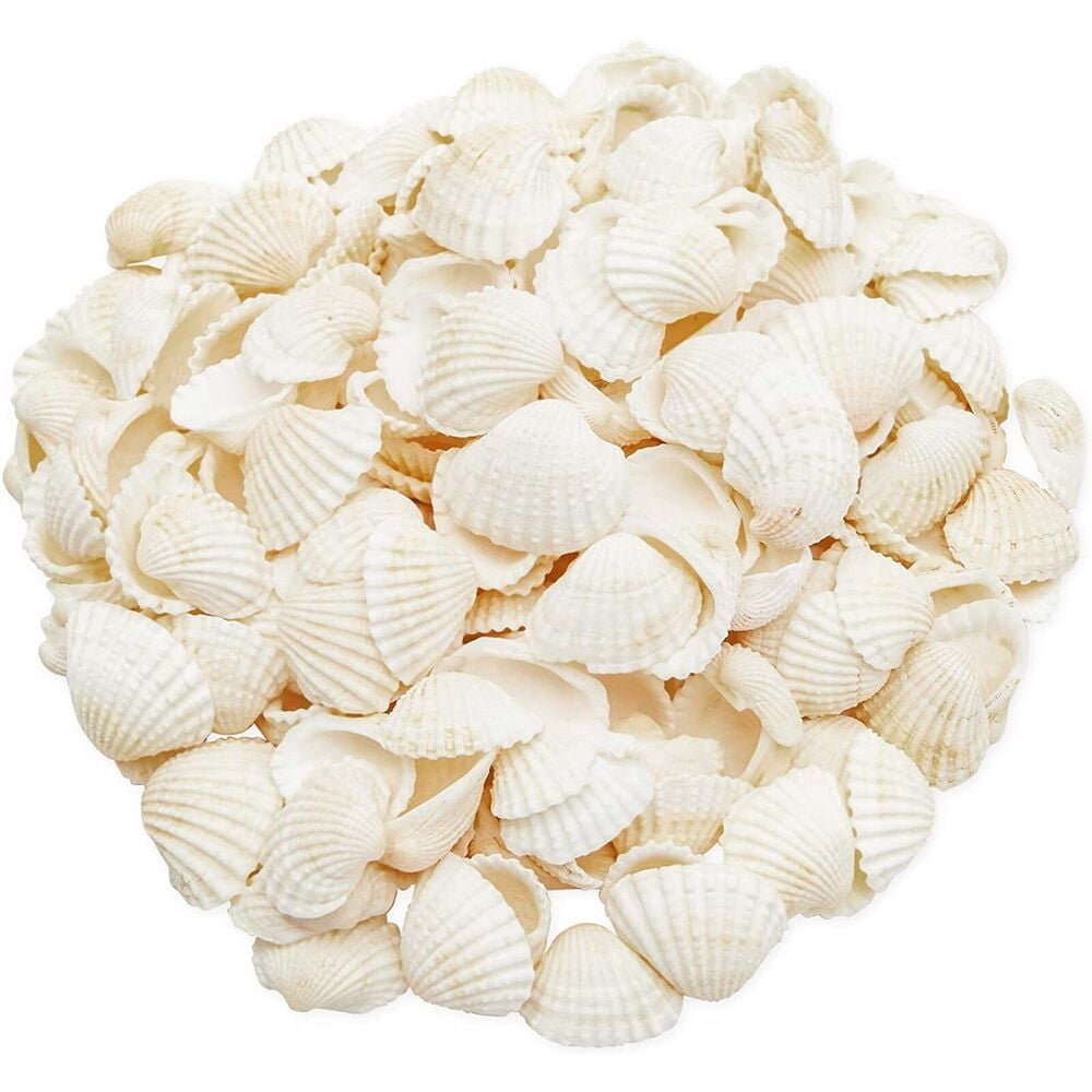 200 PCS White Beach Seashells Mix Lot for DIY Crafts Wedding Sea Shells ...