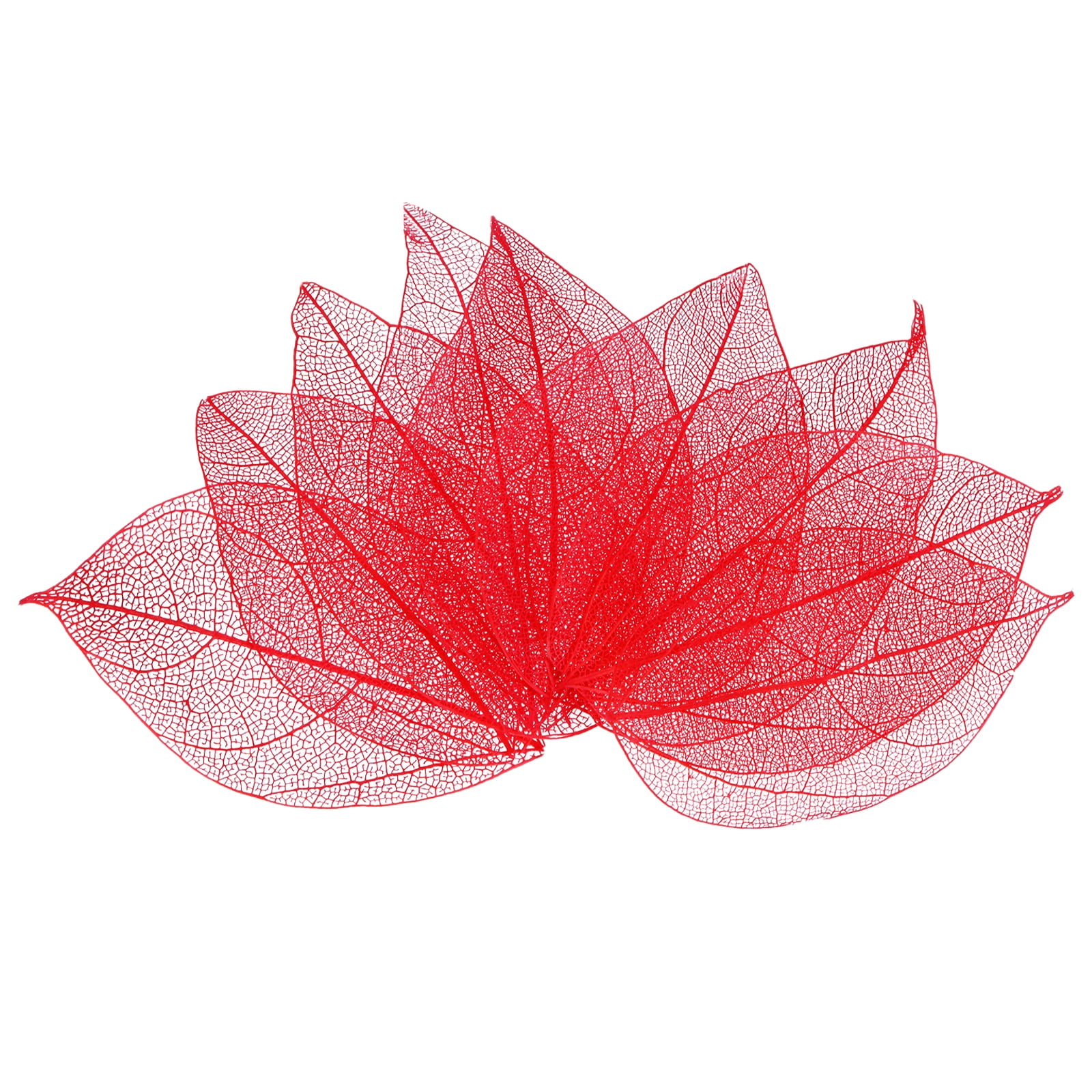 200-Pack Skeleton Leaves, Natural Rubber Tree Dried Pressed Leaves Vein [8-9cm, Bright Red ...