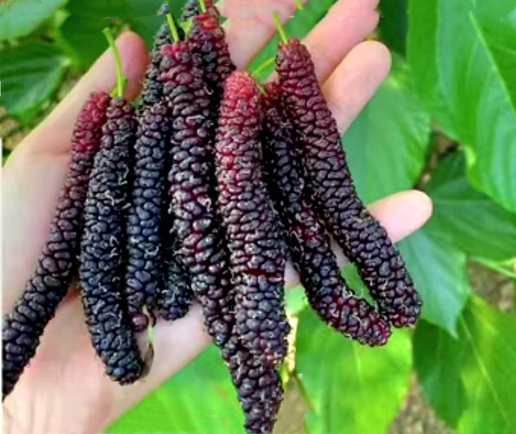 200 Pakistan Mulberry Fruit Tree Seeds Popular Variety Rare Morus Dense ...