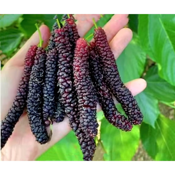 200 Pakistan Mulberry Fruit Tree Seeds Popular Variety Rare Morus Dense ...
