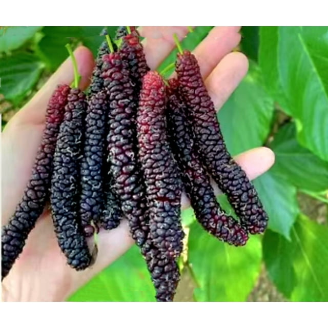 200 Pakistan Mulberry Fruit Tree Seeds Popular Variety Rare Morus Dense ...