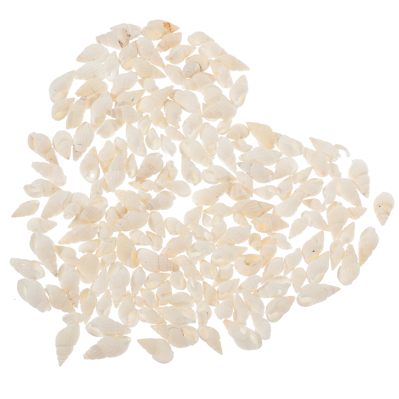 200 Pcs Conch Shell Hermit Crab Shells Exquisite Decor Home Women Gifts ...
