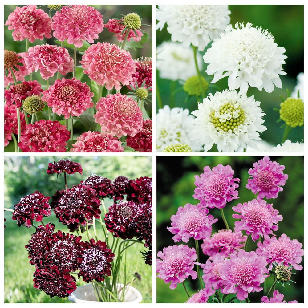 200+ Perennial Dwarf Double Scabiosa Pincushion MVR1 Flower Seed for ...