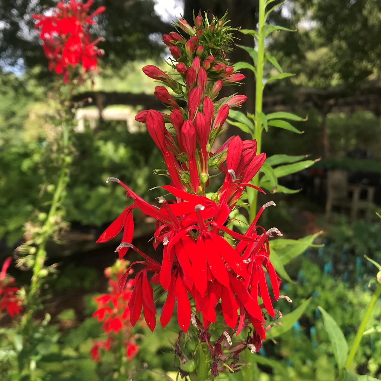 200+Perennial Red Cardinal Flower DHF10 Seeds for Planting Outdoors ...