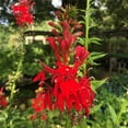 200+Perennial Red Cardinal Flower DHF10 Seeds for Planting Outdoors ...
