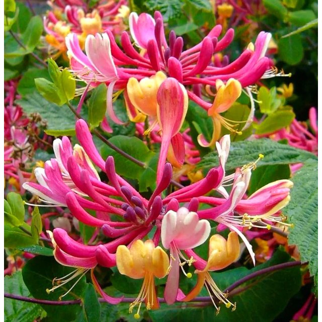 200 Pink Honeysuckle Seeds Fragrant L. hispidula Vine seeds Climbing ...