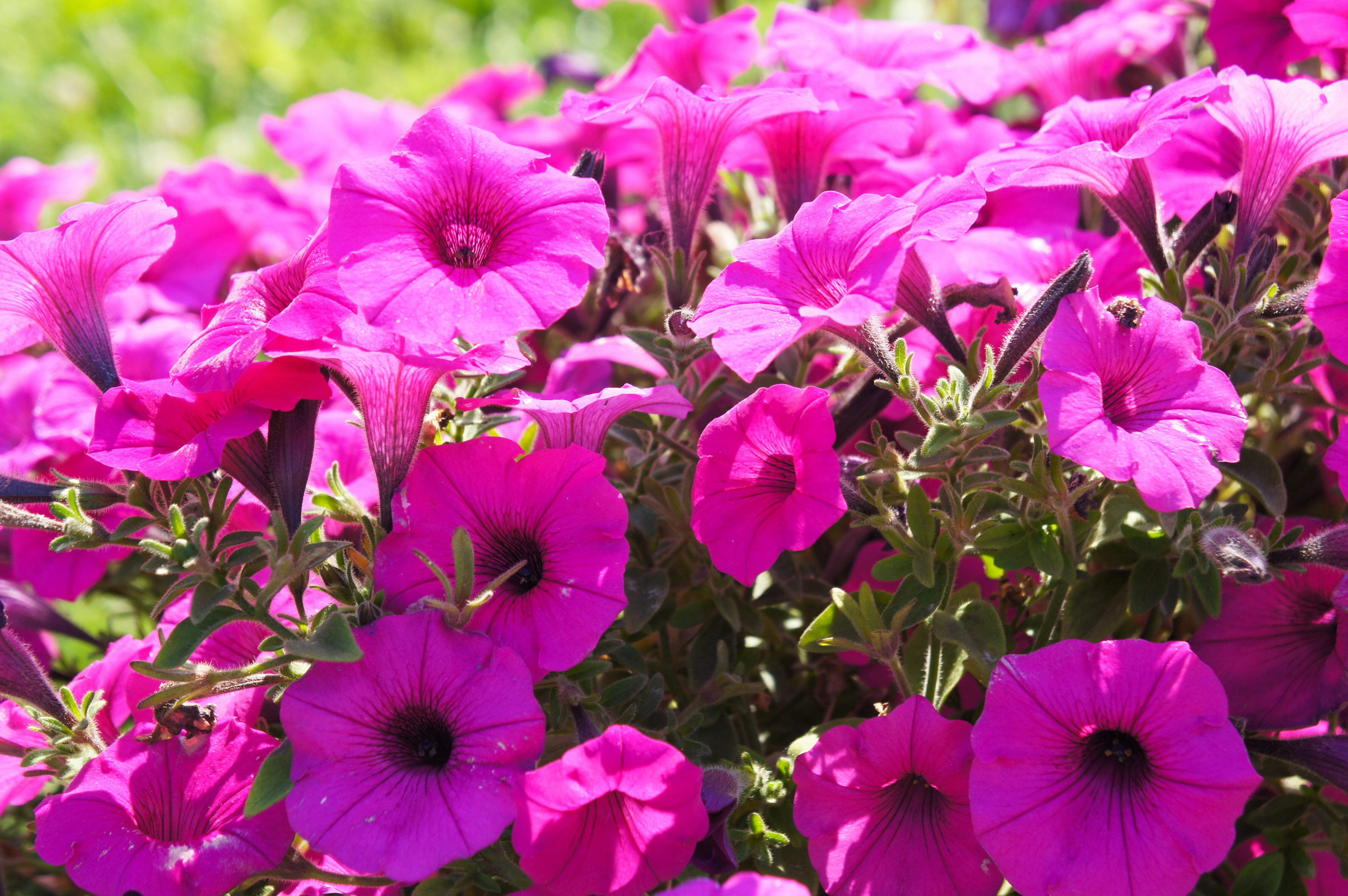 200 Pink LAURA BUSH PETUNIA Violacea Perennial Frilled Trumpet Flower ...