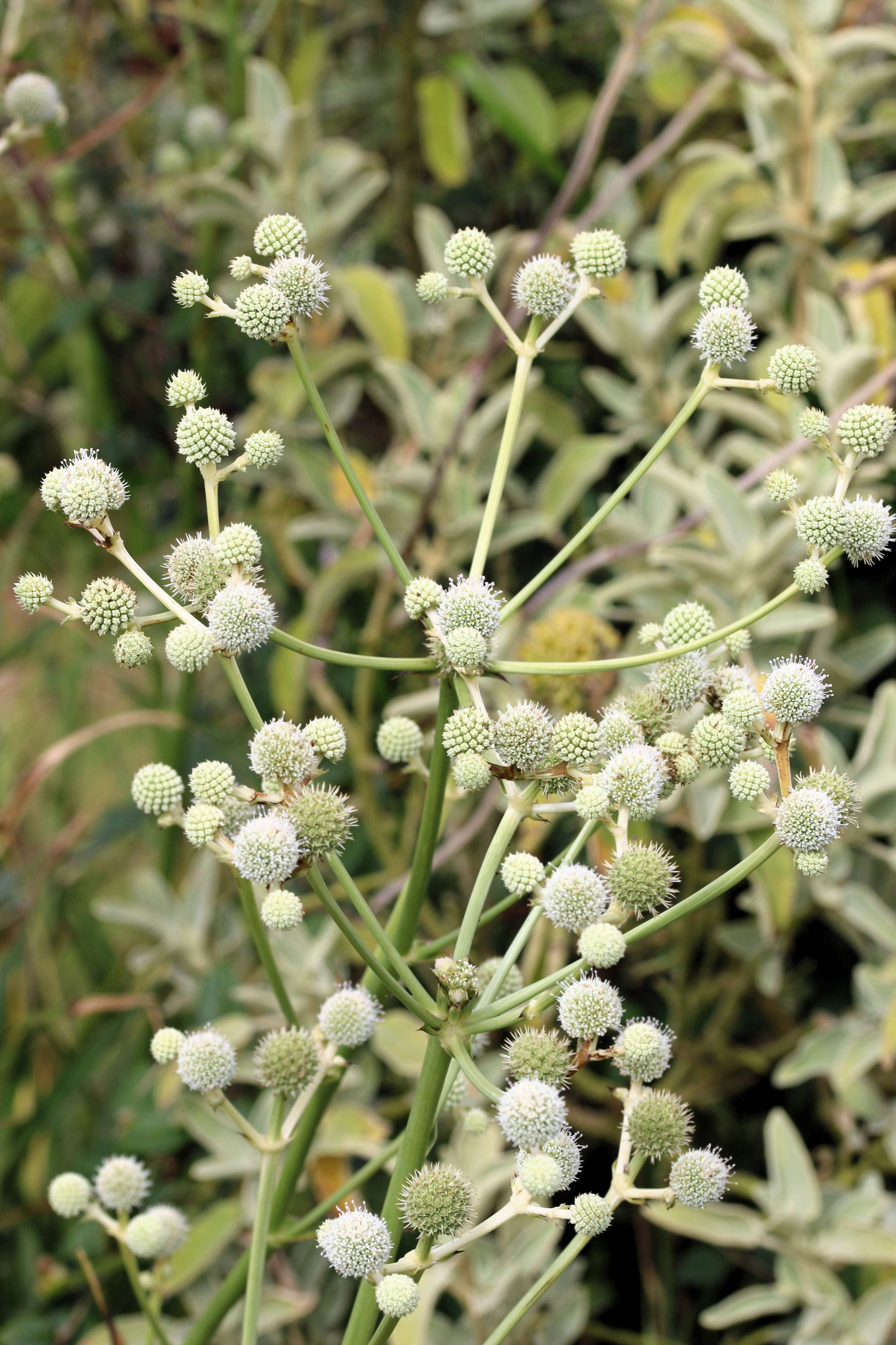 200 RATTLESNAKE MASTER / Button Snakeroot Eryngium Yuccifolium Flower ...