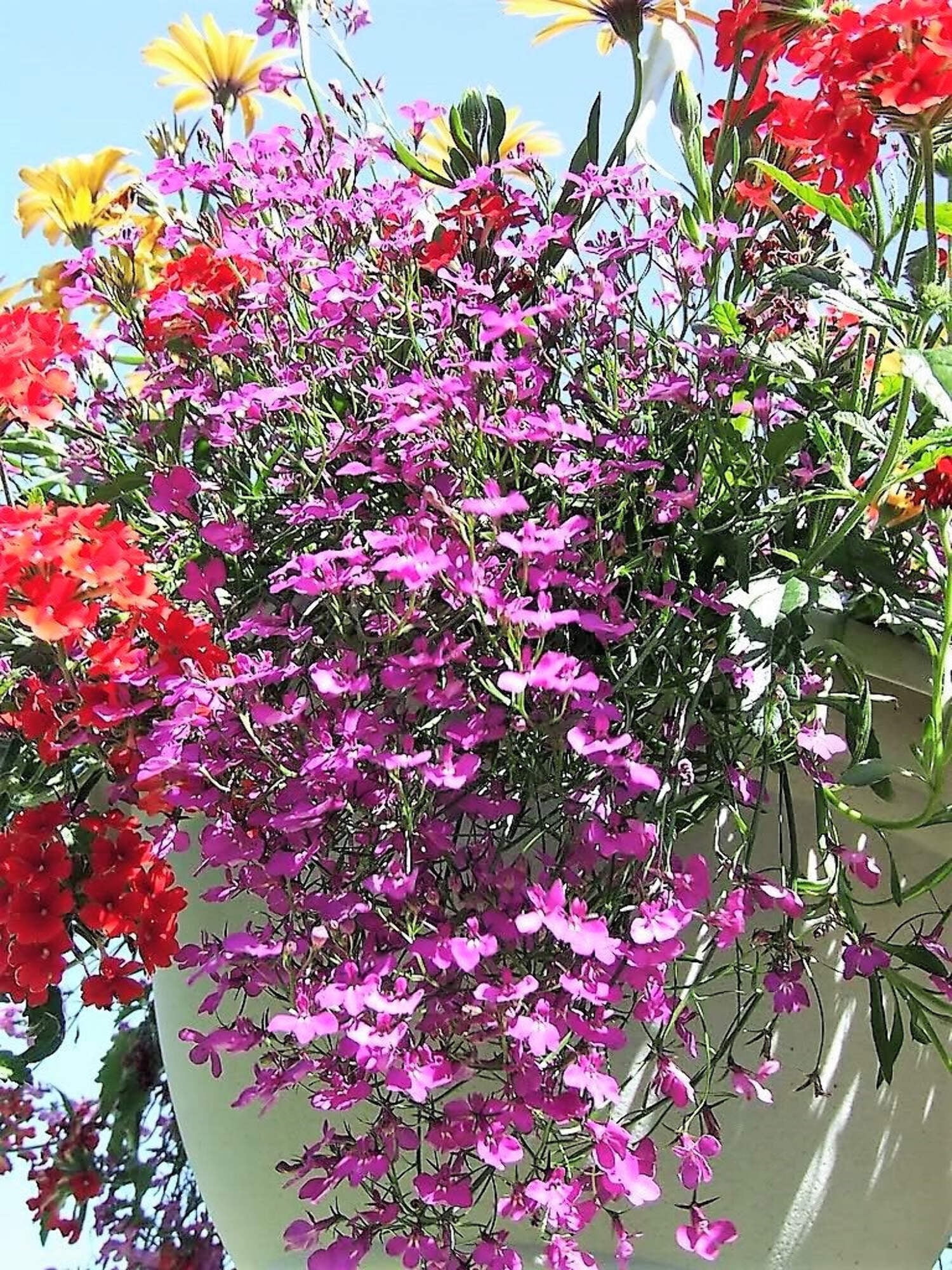 200 ROSAMOND LOBELIA Erinus Carmine Red & White Flower Seeds - Walmart.com