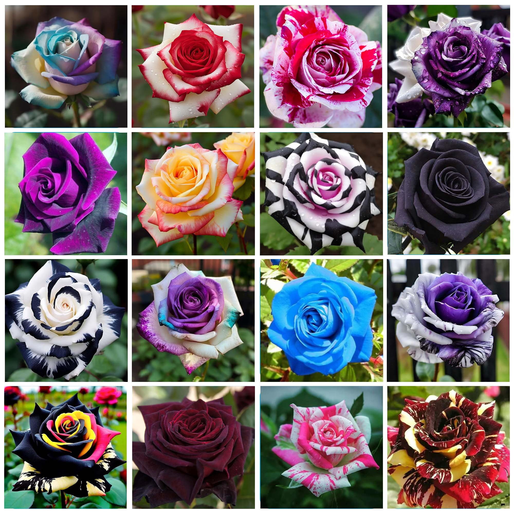 200+ Rare Rose Seeds for Planting ZLK1 - Rare Multi Colorful Rainbow ...