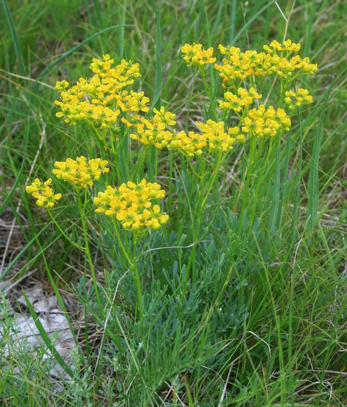 200 Ruta Graveolens Seeds - Rue Seeds - Medicinal Herb - Walmart.com