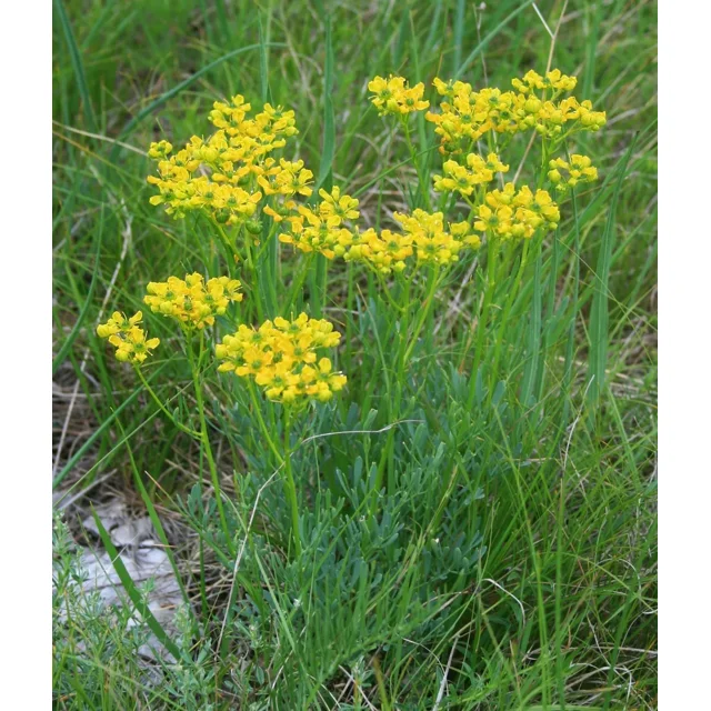 200 Ruta Graveolens Seeds - Rue Seeds - Medicinal Herb - Walmart.com