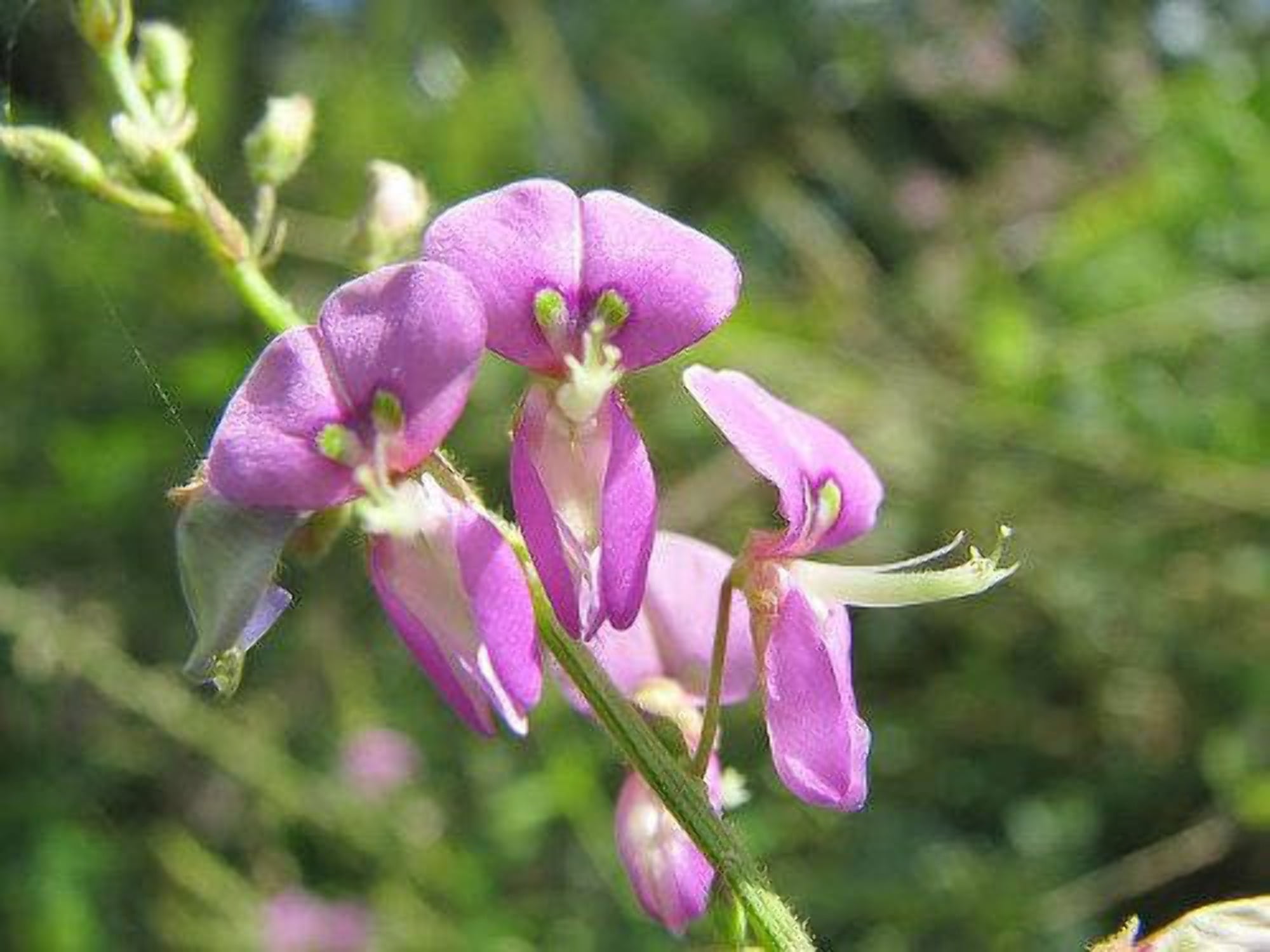 200 SHOWY PINK TREFOIL Stick Tights Desmodium Canadense Flower Seeds ...